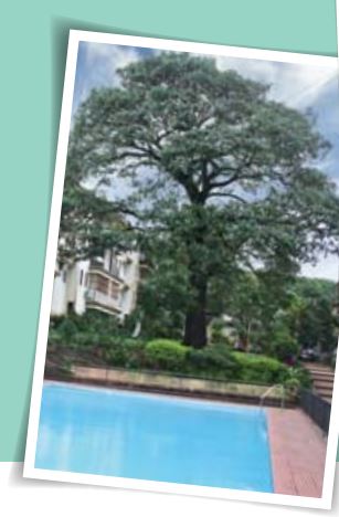 Kamat Construction Kamat Gardens Photos - Mapusa, North Goa Pictures