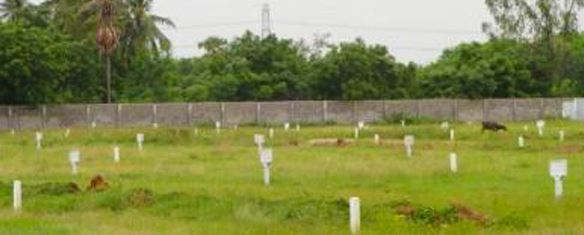 Manor Group Manors Land Plots Photos - Tada, Tirupati Pictures
