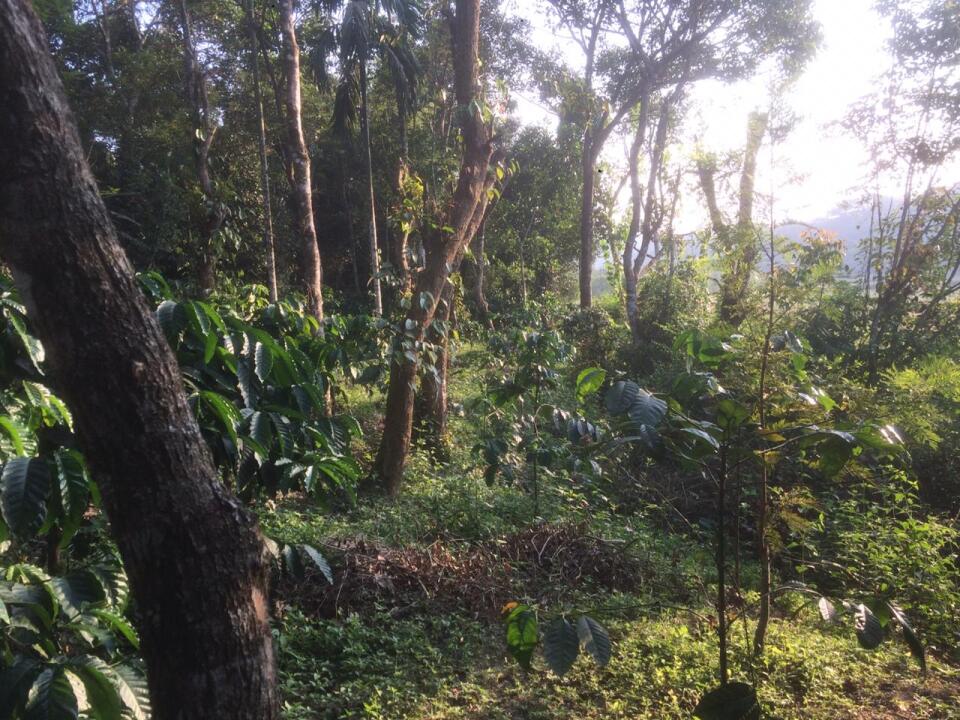 Ram Coorg Farm House Coorg / Madikeri, Virajpet Resale Price List ...