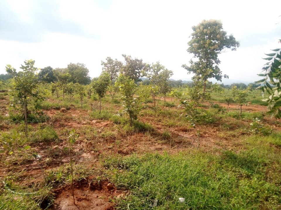 Sai Krishna Sivani Gardens Podili, Prakasham Resale Price List ...