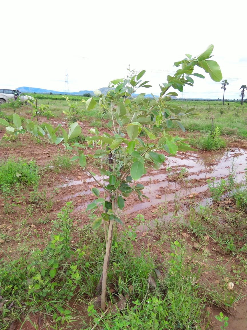 Sai Krishna Sivani Gardens Podili, Prakasham Resale Price List ...