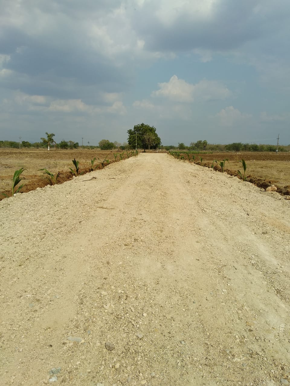 Red Gold Cultivation Nellore, Nandipadu Resale Price List, Brochure ...